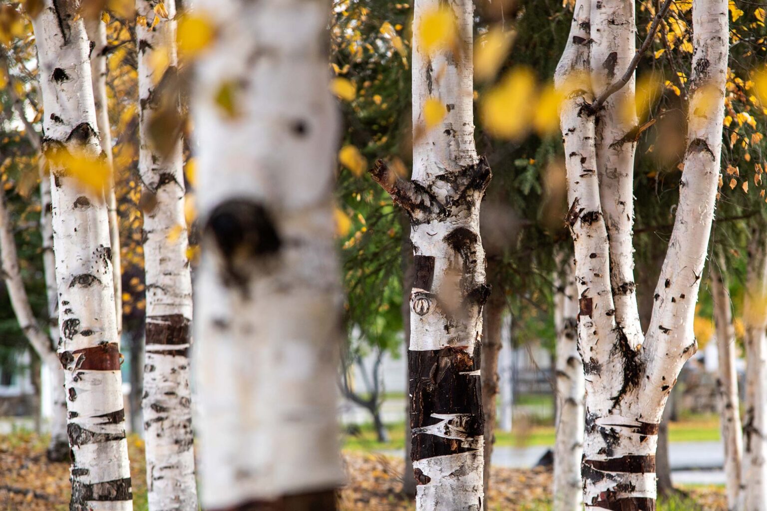 Shareholders – Doyon