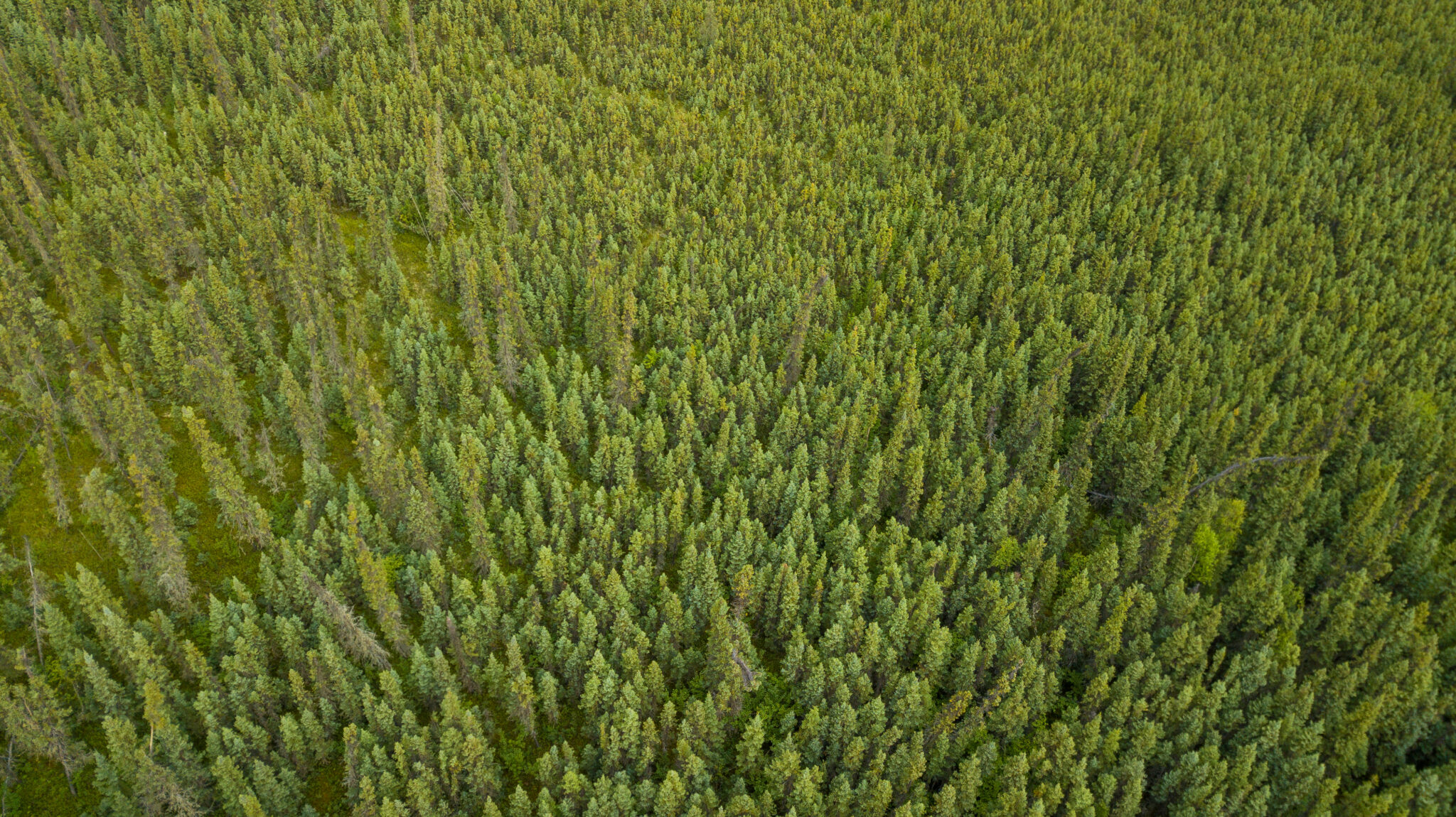 Carbon Forestry - Doyon